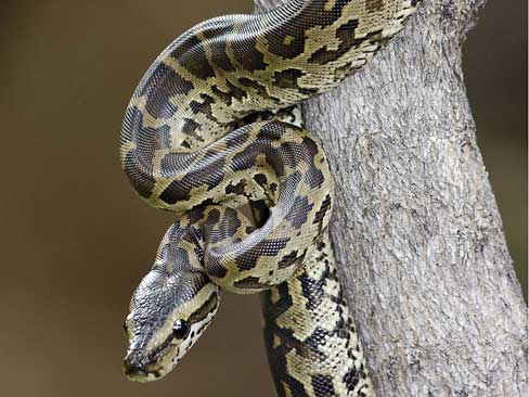 Snake expert weighs in on dangers of keeping pythons | Canadian Geographic