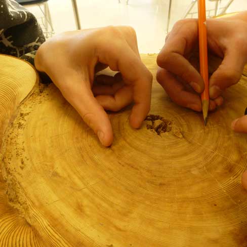 Tree rings reveal stories of the past | Canadian Geographic