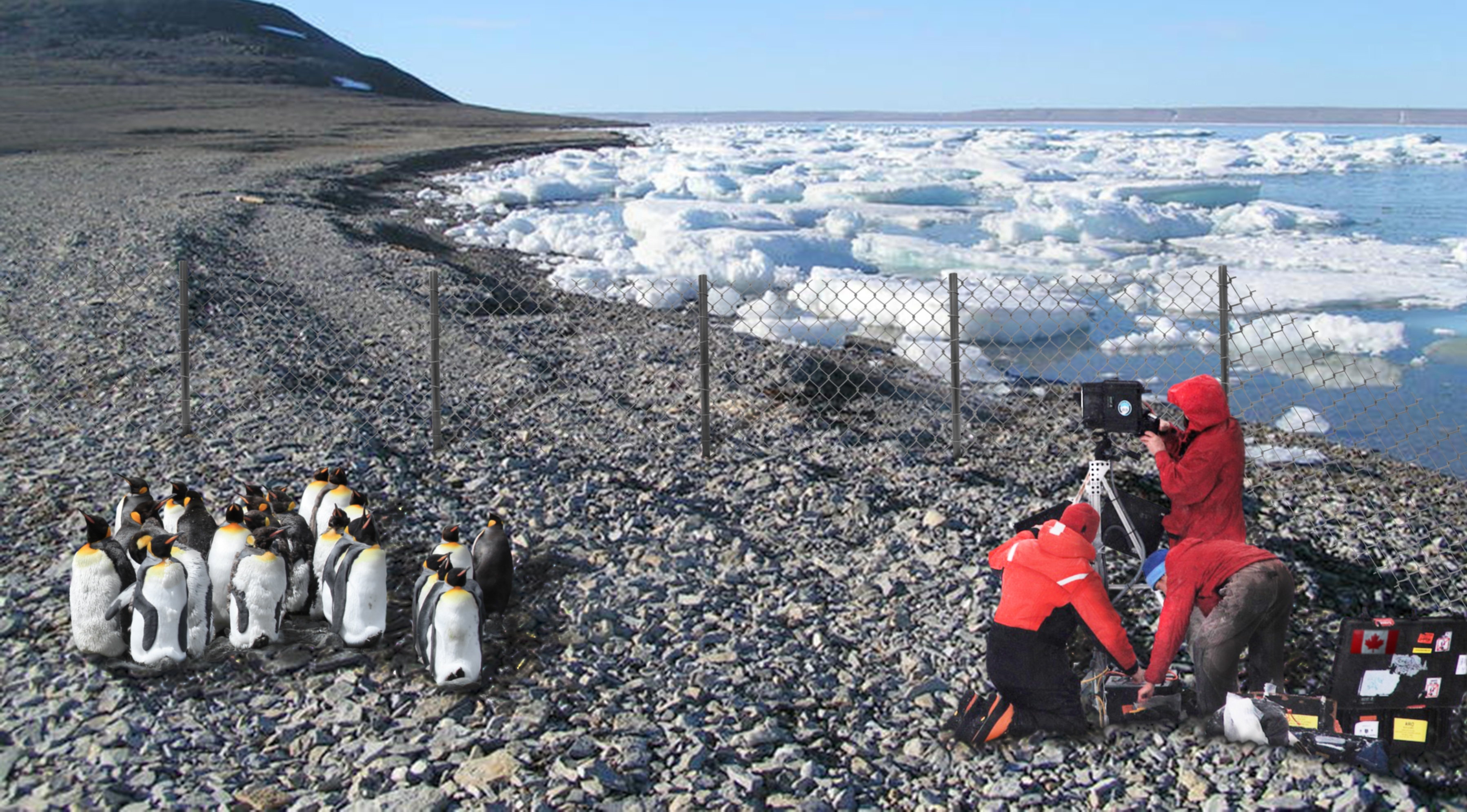 April Fools'! Canada's first penguin breeding colony coming to the ...
