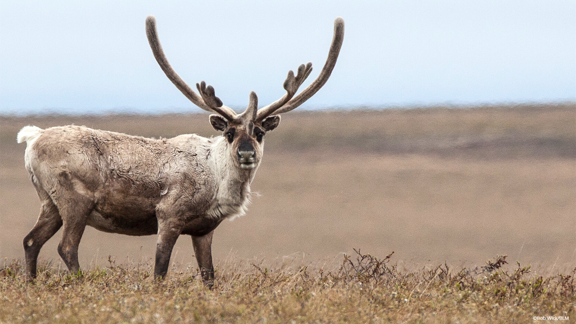 Qamanirjuaq caribou are adapting to earlier spring, but that might not ...