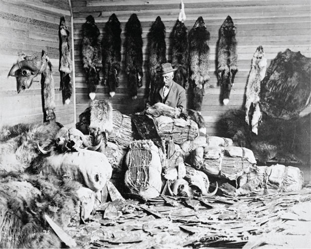 Rethinking the beaver | Canadian Geographic