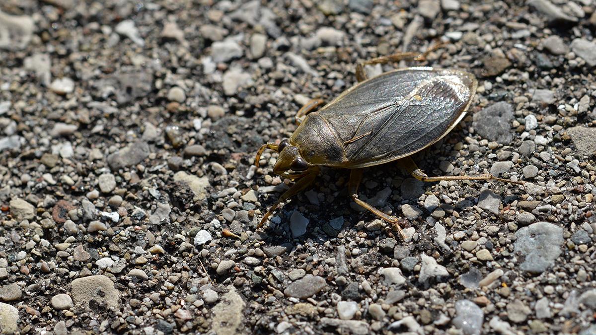 Canada's most important insects | Canadian Geographic