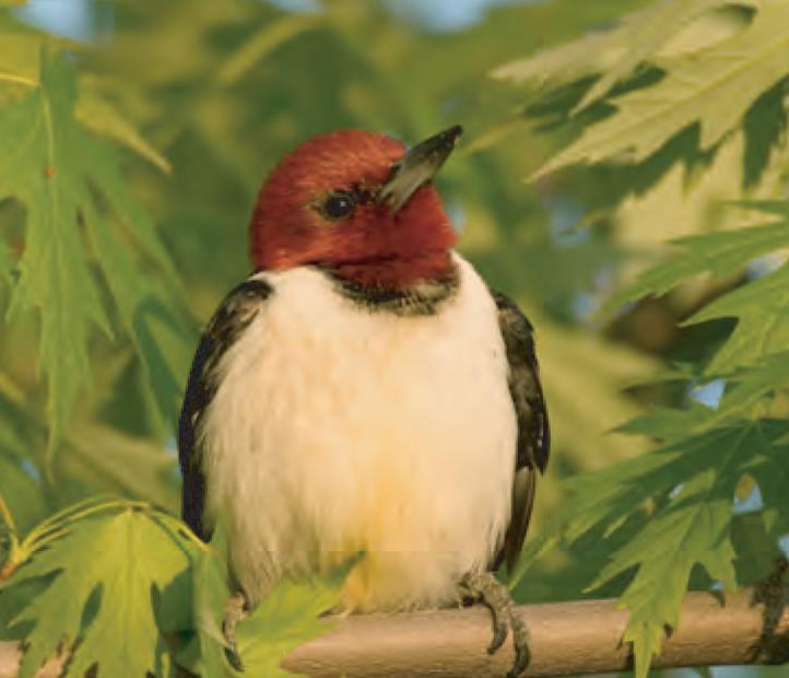 Animal Facts: Redheaded woodpecker | Canadian Geographic