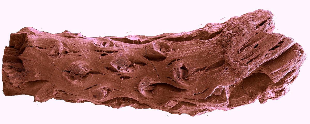 Oldest Known Pine Tree Fossils Discovered In Nova Scotia Canadian