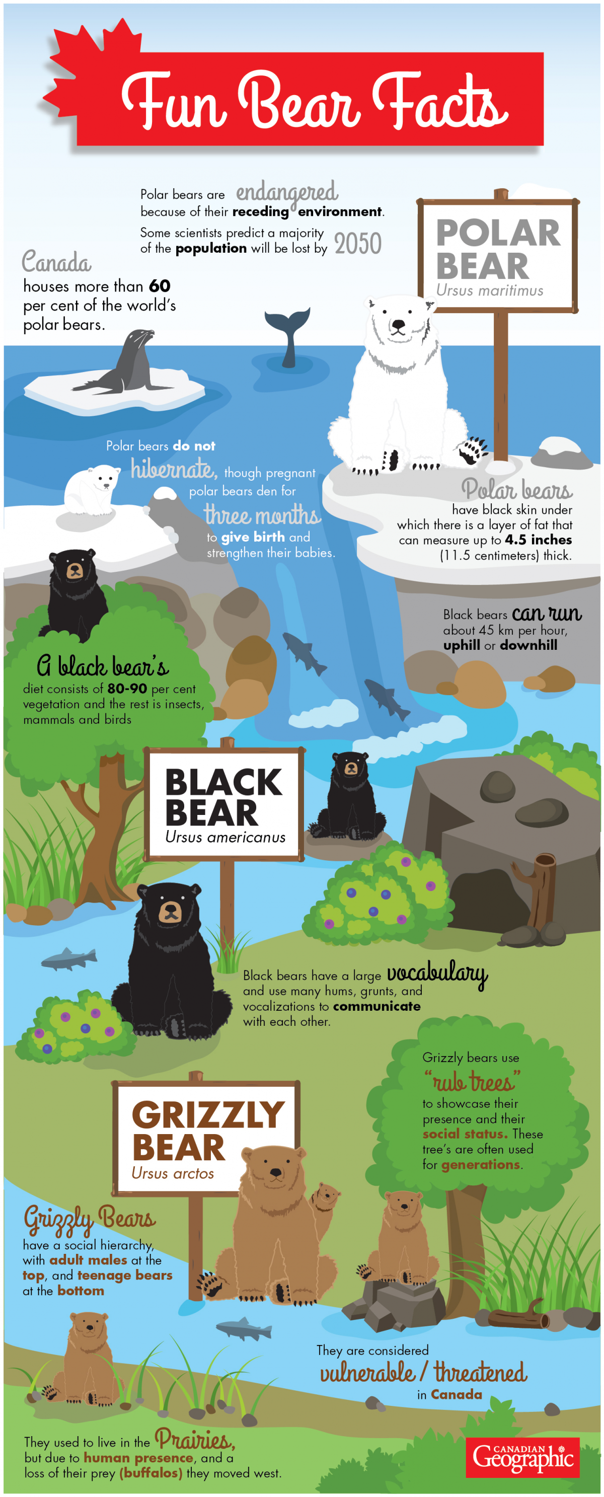 Infographic Fun Facts About Canada s Bear Species Canadian Geographic infographic-fun-facts-about-canada-s-bear-species-canadian-geographic