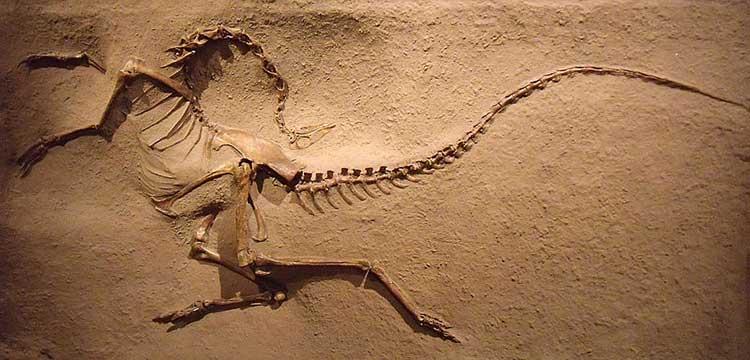 Dinosaur death pose mystery | Canadian Geographic