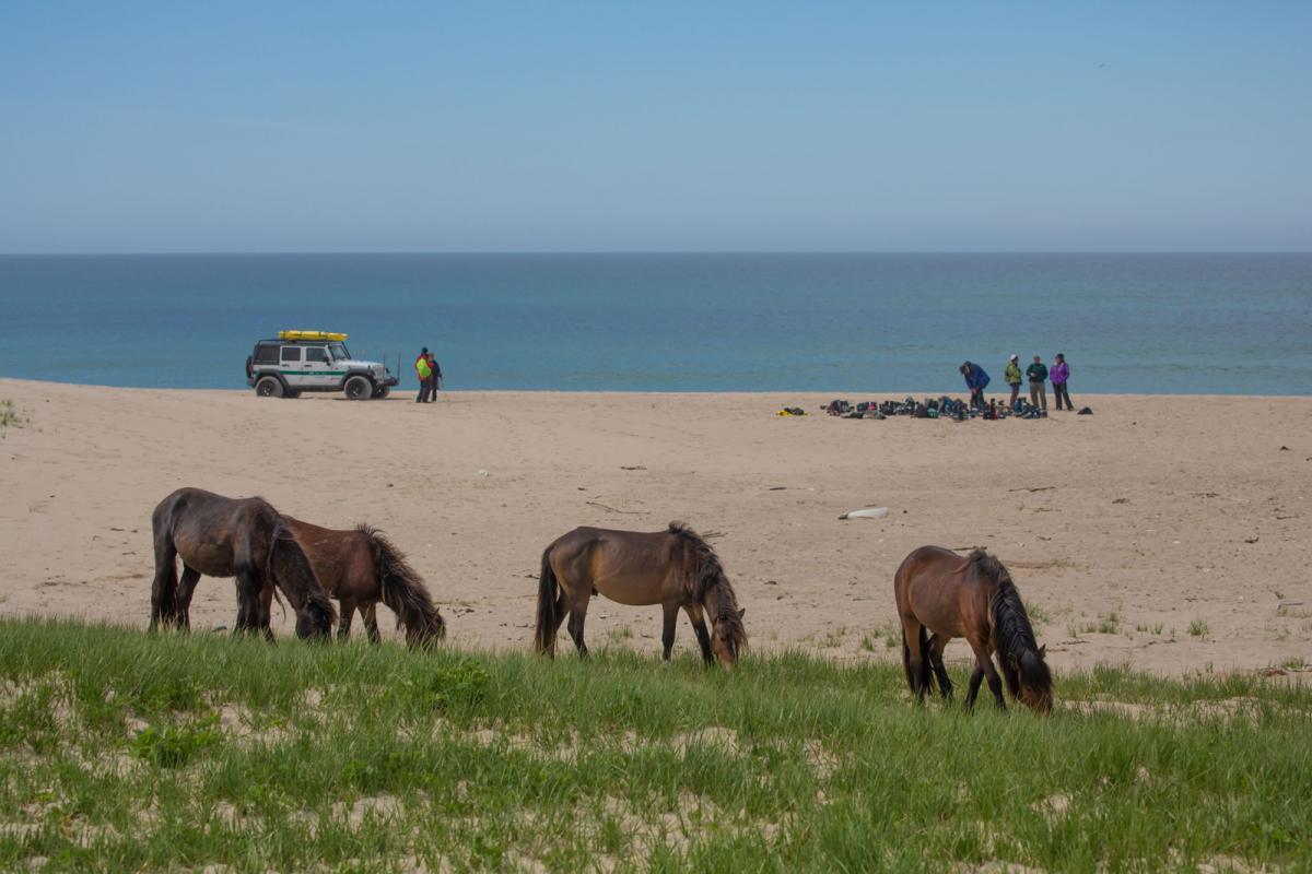 Photos: The wild horses of Sable Island | Canadian Geographic