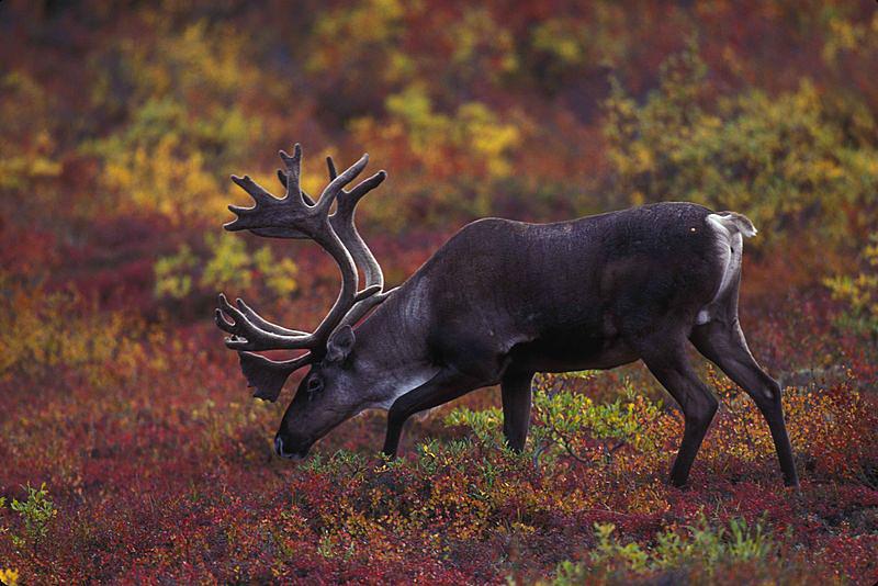 Caribou: Endangered Species | Canadian Geographic
