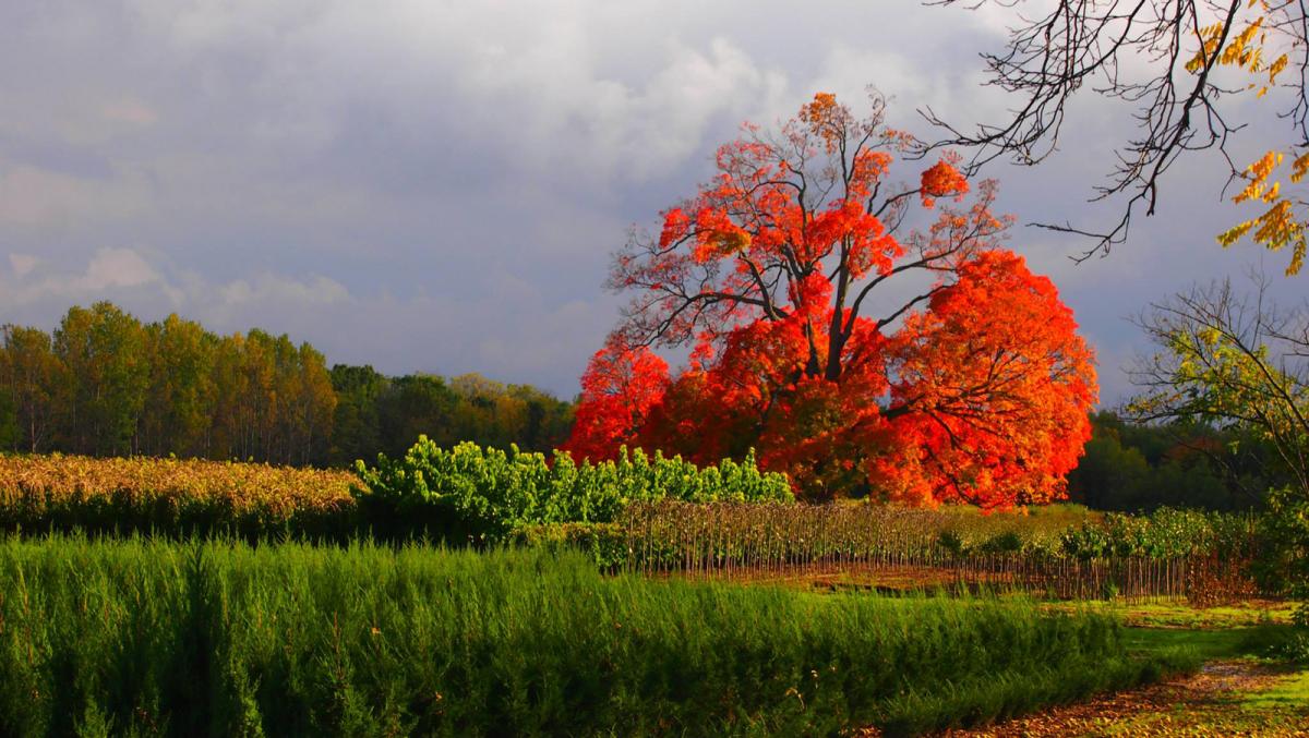 Seven iconic Canadian trees | Canadian Geographic