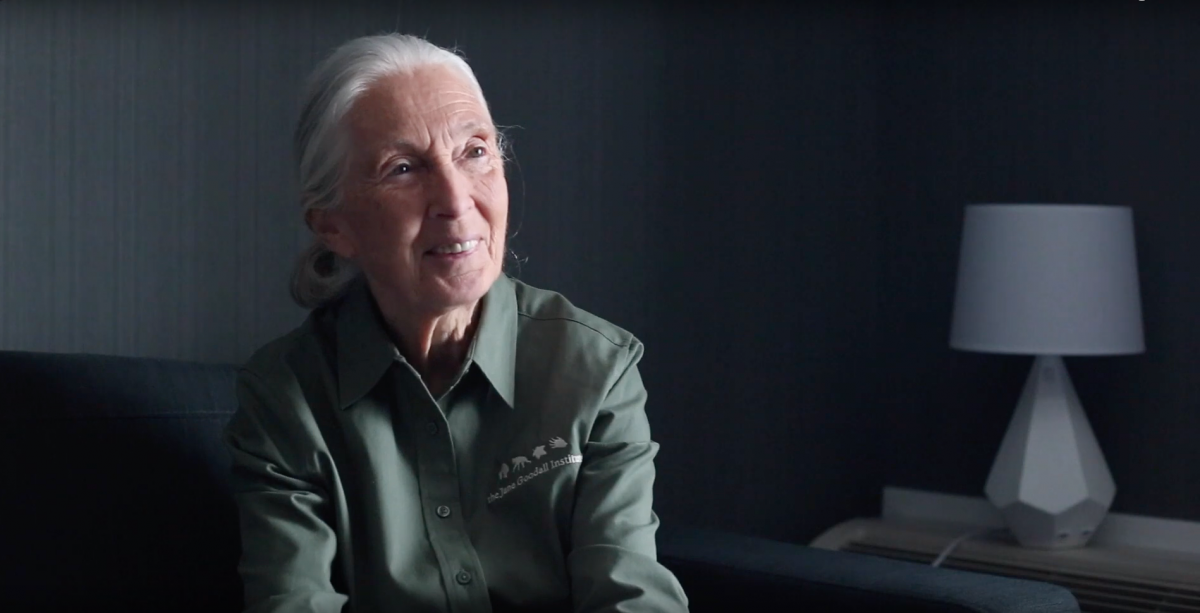 Q&A: Watch Jane Goodall discuss her groundbreaking work | Canadian ...