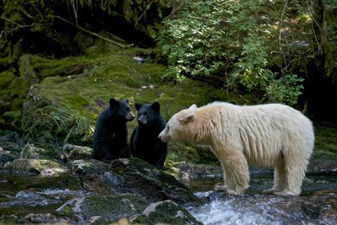 Review of Spirit Bear Family documentary | Canadian Geographic