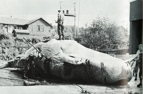 Throwback Thursday: Whaling in the North Pacific | Canadian Geographic